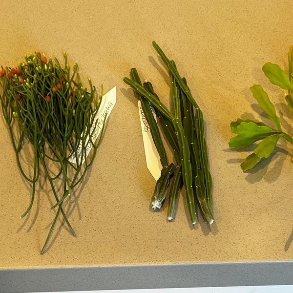 Rhipsalis Cereuscula, Rice Cactus, Coral Cactus Plants 4” Pot and 4 ...