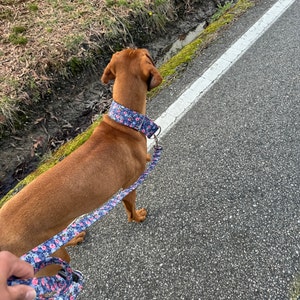 The Clover / Green and Dark Green Dog Collar / St Patricks Day Dog ...