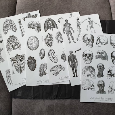 Vintage Anatomy Sticker Set Body Stickers, Journal Stickers, Bone ...