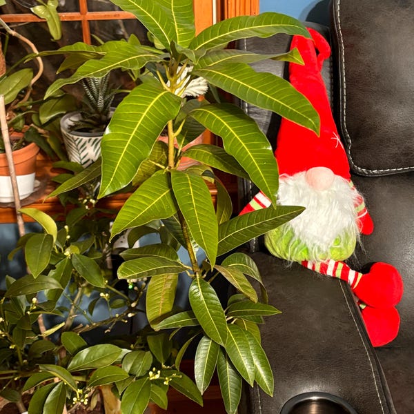 Giant Grafted Rapoza Mango Live Fruit Tree (3-4ft) (MANGIFERA Indica ...