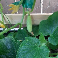 50 Seeds Super Armenian Yard Long Cucumber Seed, Snake Vegetable ...