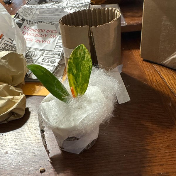 Epipremnum Aureum Teruno Robin - Rare Japanese Pothos - Terunoworld ...