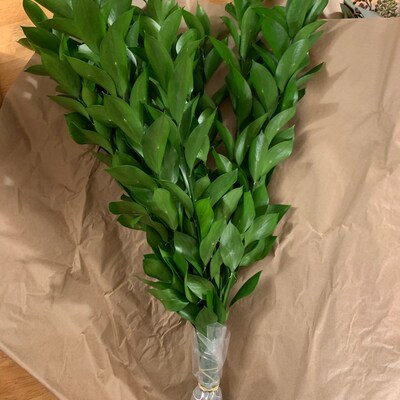 Freshly Cut Israeli Ruscus Bundle 10-12 Stems Greenery for Party, Event ...