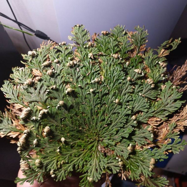 Jericho Flower - Rose of Jericho, Resurrection Flower, Whole Dried Herb ...