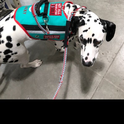 Paracord Pull Strap for Service Dogs, Custom Grab Handle, Guide Dog ...