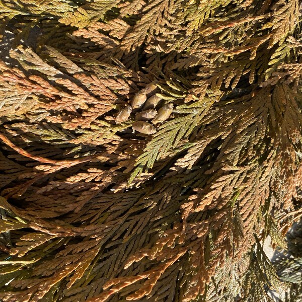 10' Fresh Cedar Garland - (PRE-ORDER AVAILABLE) - Etsy