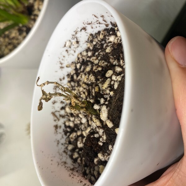 Alternanthera ‘snow Queen’ Starter Plant **all Starter Plants Require ...