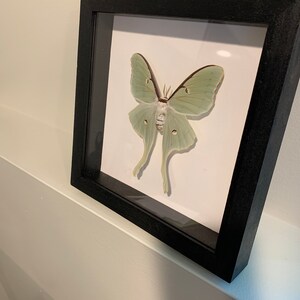 Rare Regal Swallowtail butterfly framed Papilio rex | Etsy