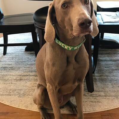 Lucky Dog Collar 1 St Patricks Day Dog Collar Shamrock - Etsy