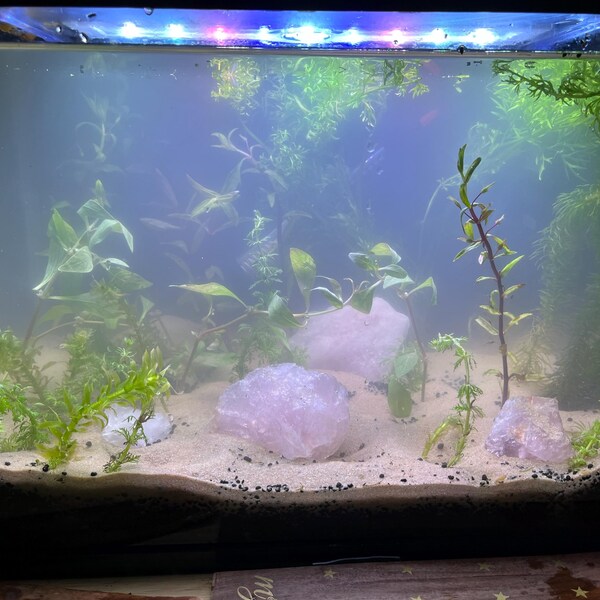 Elodea Densa Aquarium Aquatic Tropical Live Fish Tank Plant Plants ...