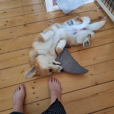 Shark Fin for Dogs, Dog Halloween Costume, Cosplay Accessory, Shark ...