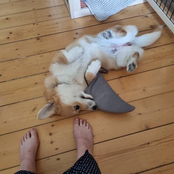 Shark Fin for Dogs, Dog Halloween Costume, Cosplay Accessory, Shark ...