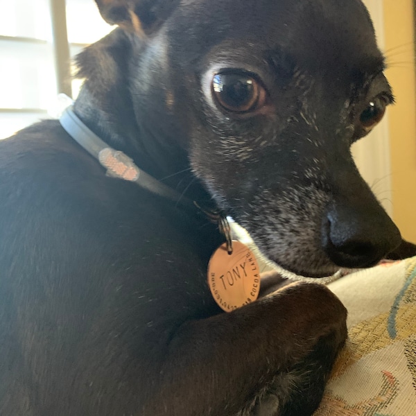 Custom Dog Tag / Custom Pet ID Tag - Lucy - in 1.25'' Domed Bronze ...
