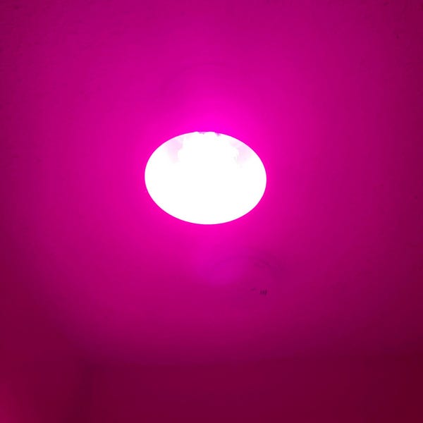Limited Edition Ubo 3D Led. Original Hand Made Design - Etsy