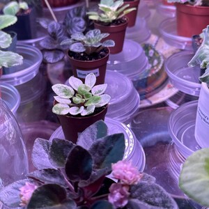 Actual Plant RARE Variegated Alocasia frydek Albo Mint Hybrid Sport ...