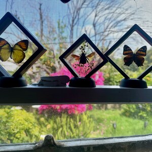 RANDOM Butterfly in a 3D Floating Frame Displaying Full Wing Beauty ...