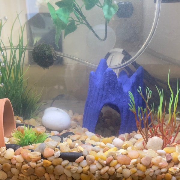 Floating Java Moss With Plant Anchor Live Aquarium Plant Terrarium ...