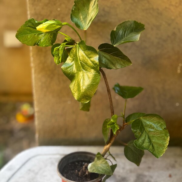 Raspberry Ice- Variegated Bougainvillea - Etsy