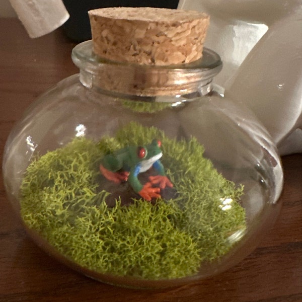 Miniature Red Eyed Tree Frog Terrariums by Sbmathieu - Etsy