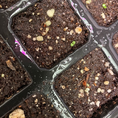 40 Golden Queen Trollius / Globe Flower / Perennial / Flower Seeds. - Etsy