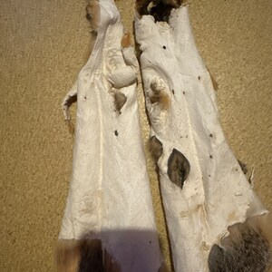 2 Coyote Leg Bone 1 Ulna and 1 Radius BN-701 - Etsy