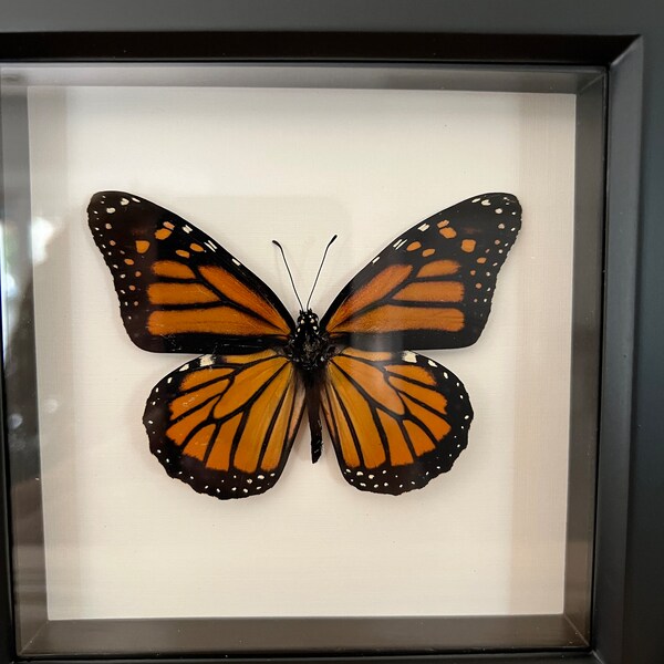 Real Framed Butterfly Monarch Butterfly Display 6x6 - Etsy