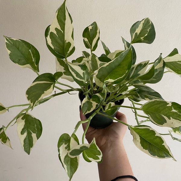 Njoy Pothos Plant "n Joy" Live Variegated Pothos Plant | 2 Plants ...