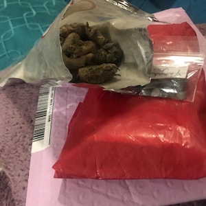 White Kawri Kodi White Cowrie Sea Shell | Laxmi and Diwali Pooja ...