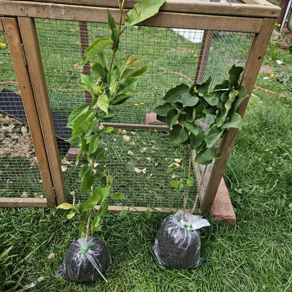 Viburnum Plicatum 'popcorn' Live Plant Perennial Shrub White Snowball ...