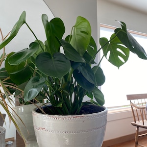 Monstera Deliciosa Tropical Split Leaf Plant 6 Inch Pot Indoor ...