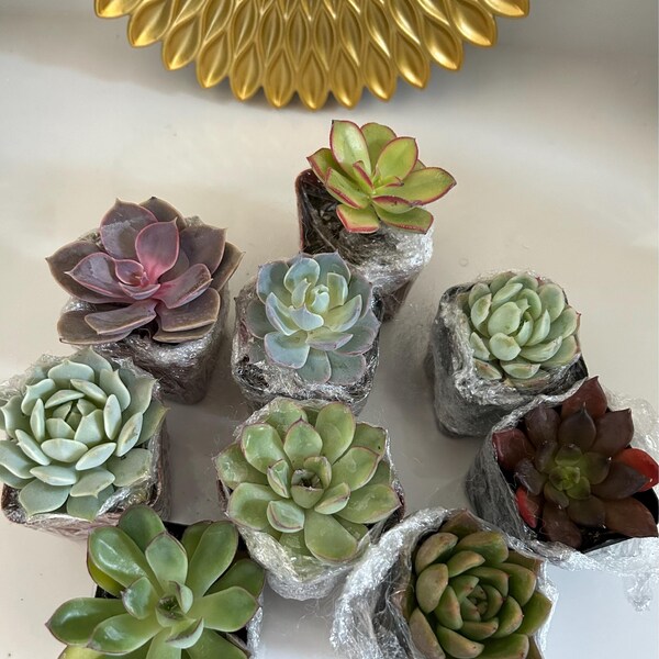 Agave Lophantha Quadricolor, Quadricolor Century Plant - Etsy