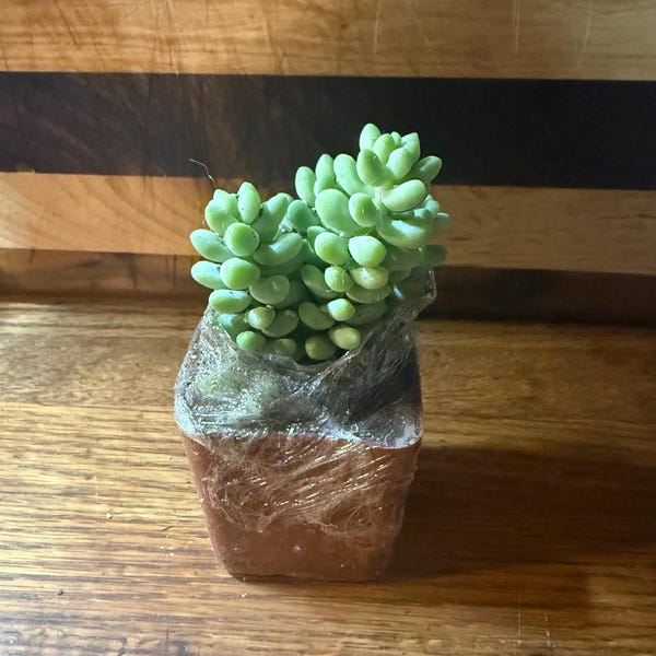 Aloe Ghost - Aloe Striata Hybrid 'ghost Aloe' Beautiful Real Aloe Plant ...