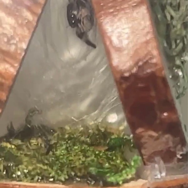 The ORIGINAL Rustic Tent Hide! Spider Hide, Jumping Spider Hide, Tent ...
