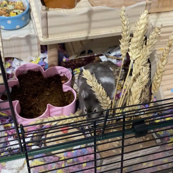 Flower Foraging Wheel, Rat Foraging Wheel, Rat Enrichment Toy, Bird ...