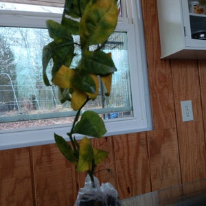 Athens Blue Princess Glory Bush Planttibouchina Urvilleanasmall Starter ...