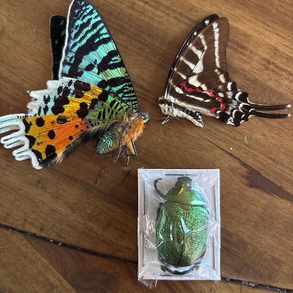 Giant Flower Beetle Goliathus Goliatus Unmonted for Artwork, Taxidermy ...