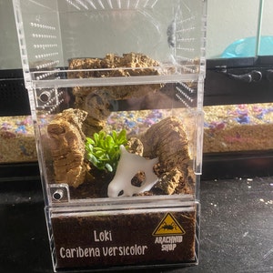 Jumping Spider or Tarantula Cubone Skull Decoration - Etsy