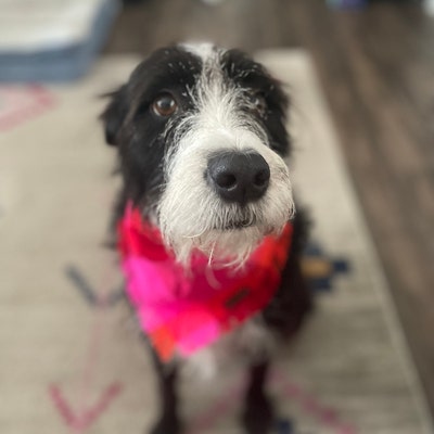 LARGE Baja Dog Poncho Mexican Dog Hoodie Dog Clothes Dog - Etsy