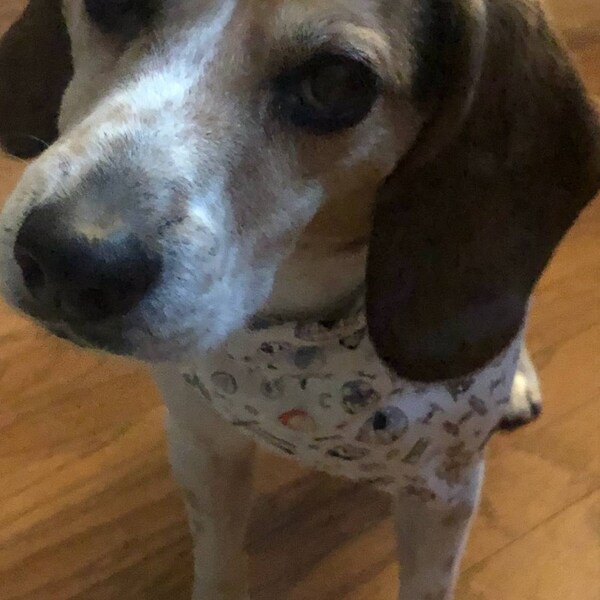 Spiderman Dog and Cat Bandana With Optional Personalization, Matching ...