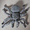 Amigurumi Tarantula Poecilotheria Metallica. Crochet Imitation of a ...