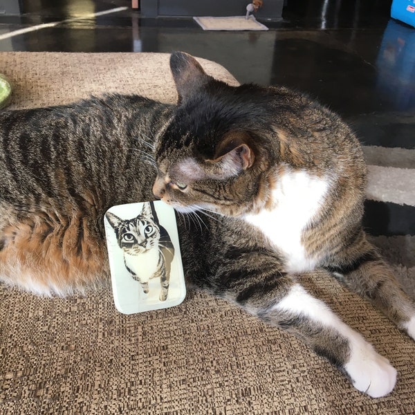 Cat Knitting Notions Tin, LARGE Card Case (026) - Etsy