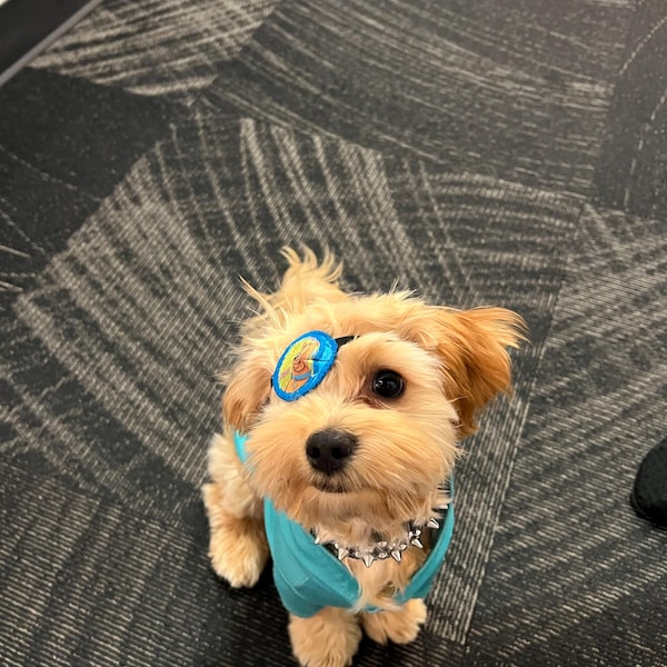 Custom Eye Patch for Dogs or Cats 100 % Cotton/ No Felt - Etsy