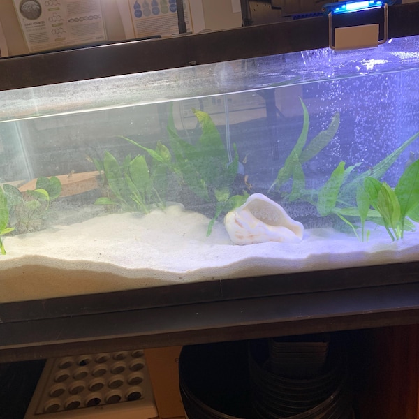 Aquarium Corner Cave Underground Viewing Hide Kuhli Loach Dojo Loach ...