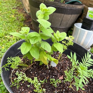 Aztec Sweet Herb Lippia Dulcis Plant - Etsy