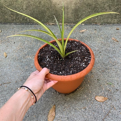 Miniature Pineapple ananas Nanus/ananas Comosus Var. - Etsy