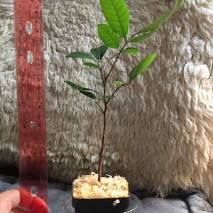 Blue Jaboticaba Seedling Myrciaria Vexator Fake Jaboticaba - Etsy