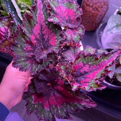Jurassic™ Rex Begonia 'watermelon' - Etsy