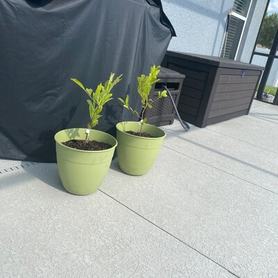 Star Magnolia 6-12 in a Quart Pot - Etsy