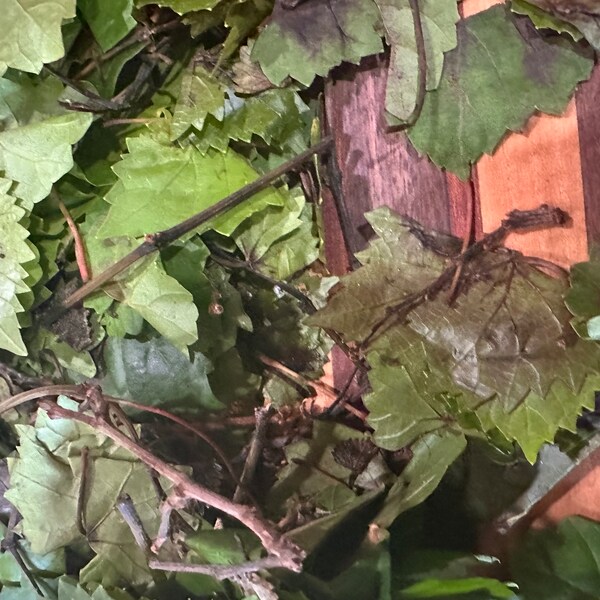 Fresh Green Jamun Leaves organic Leaves Picked 10 Min Before Shipment ...