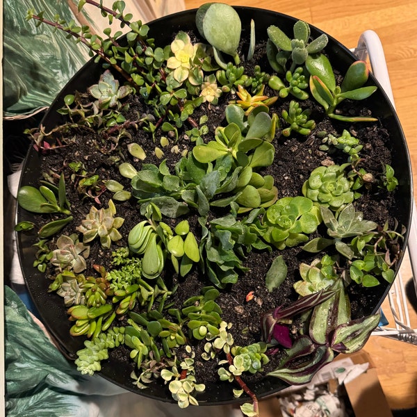 Trailing Vine Cascading Plant Spillers & Fillers Low Maintenance ...